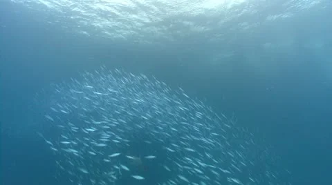 Fish Stock Video Footage | Royalty Free Fish Videos | Pond5