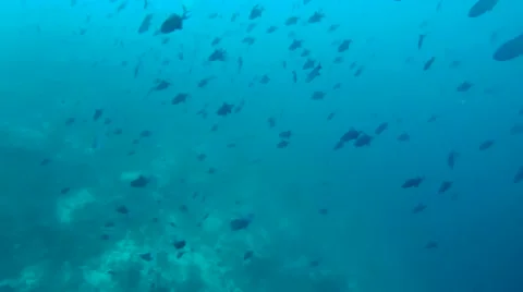 A large school of Red-toothed triggerfis... | Stock Video | Pond5
