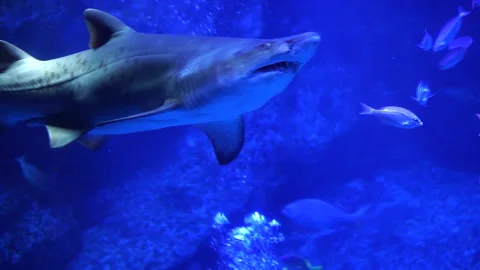 Shark Tank Sharfks Stock Videos – Royalty-Free HD & 4K Videos | Page 4