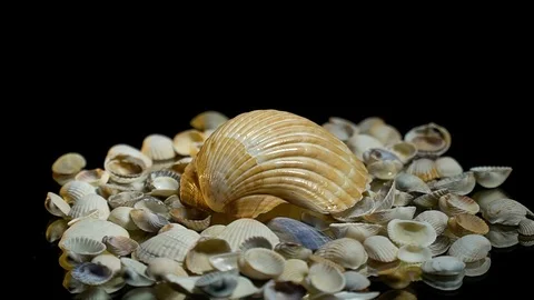 A large shell lies on small seashells | Stock Video | Pond5