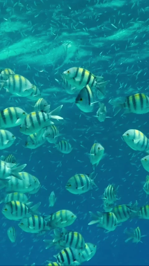 Large shoal of Sergeant major fish swim... | Stock Video | Pond5