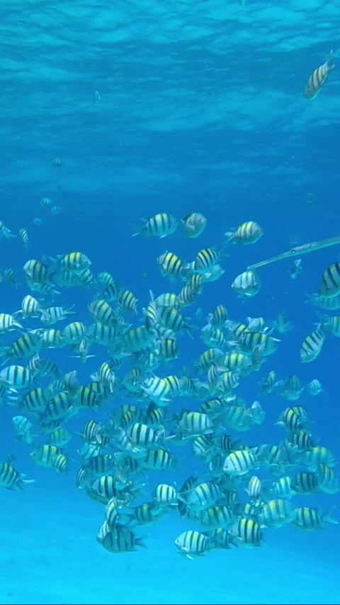 Large shoal of Sergeant major fish swim ... | Stock Video | Pond5