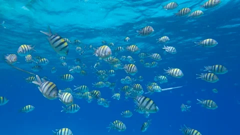Large shoal of Sergeant major fish swimm... | Stock Video | Pond5