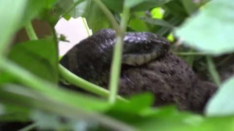 large snake eating a toad in forest prey... | Stock Video | Pond5