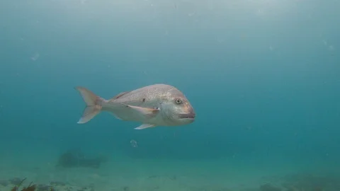 Large Snapper (Pagrus auratus) fish with... | Stock Video | Pond5