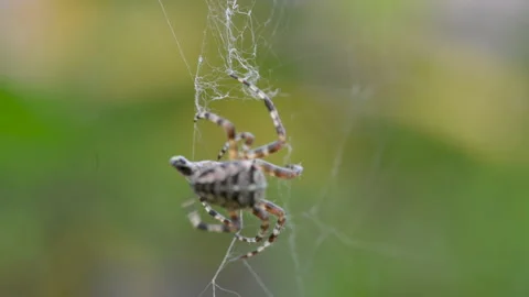 Large Spider Hanging On Spider Web on Bl... | Stock Video | Pond5