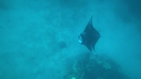 A large stingray or sea devil swims on t... | Stock Video | Pond5