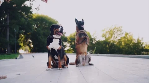 A large Swiss mountain dog and a Belgian... | Stock Video | Pond5