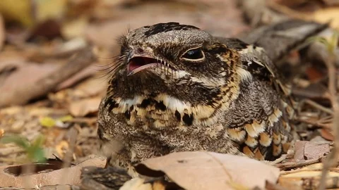 Large-tailed Nightjar ( Caprimulgus macr... | Stock Video | Pond5