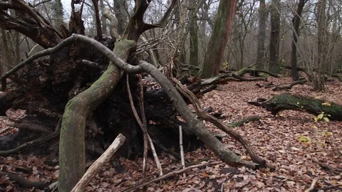 large torn out tree roots and all around... | Stock Video | Pond5