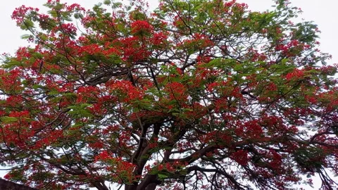 A large tree full of red rosewood seeds ... | Stock Video | Pond5