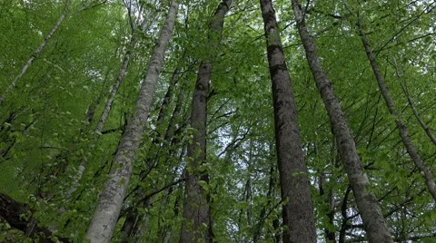 Greenwood Bottoms Stock Videos – Royalty-Free HD & 4K Videos