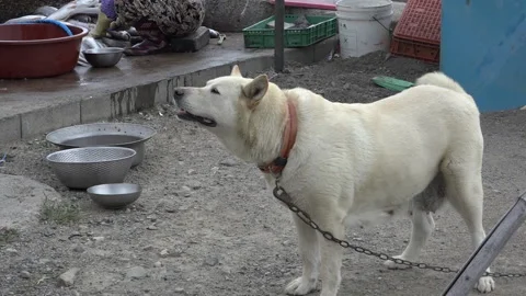 Large white dog chained to pole standing... | Stock Video | Pond5