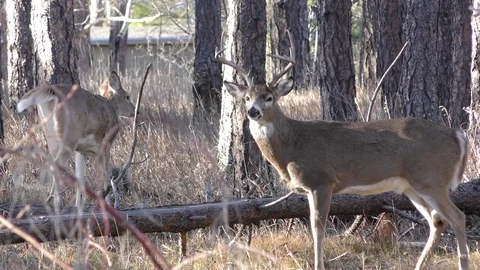 Large White-tailed Buck with Broken Antl... | Stock Video | Pond5