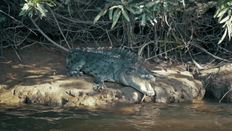 Crocodile Dundee 4 Stock Videos – Royalty-Free HD & 4K Videos