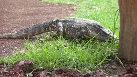 Large wild varan in 4k | Stock Video | Pond5