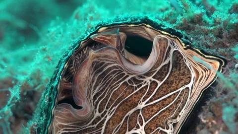 Large worm shell (Dendropoma maxima) eat... | Stock Video | Pond5