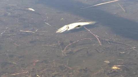 Largemouth Bass Dead Fish Winterkill Oxy... | Stock Video | Pond5