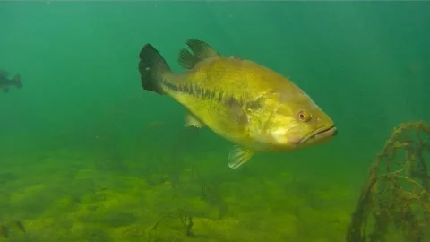 Bass Camera Angle Stock Videos – Royalty-Free HD & 4K Videos