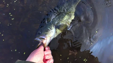 I&O Catch Stock Videos – Royalty-Free HD & 4K Videos | Pond5