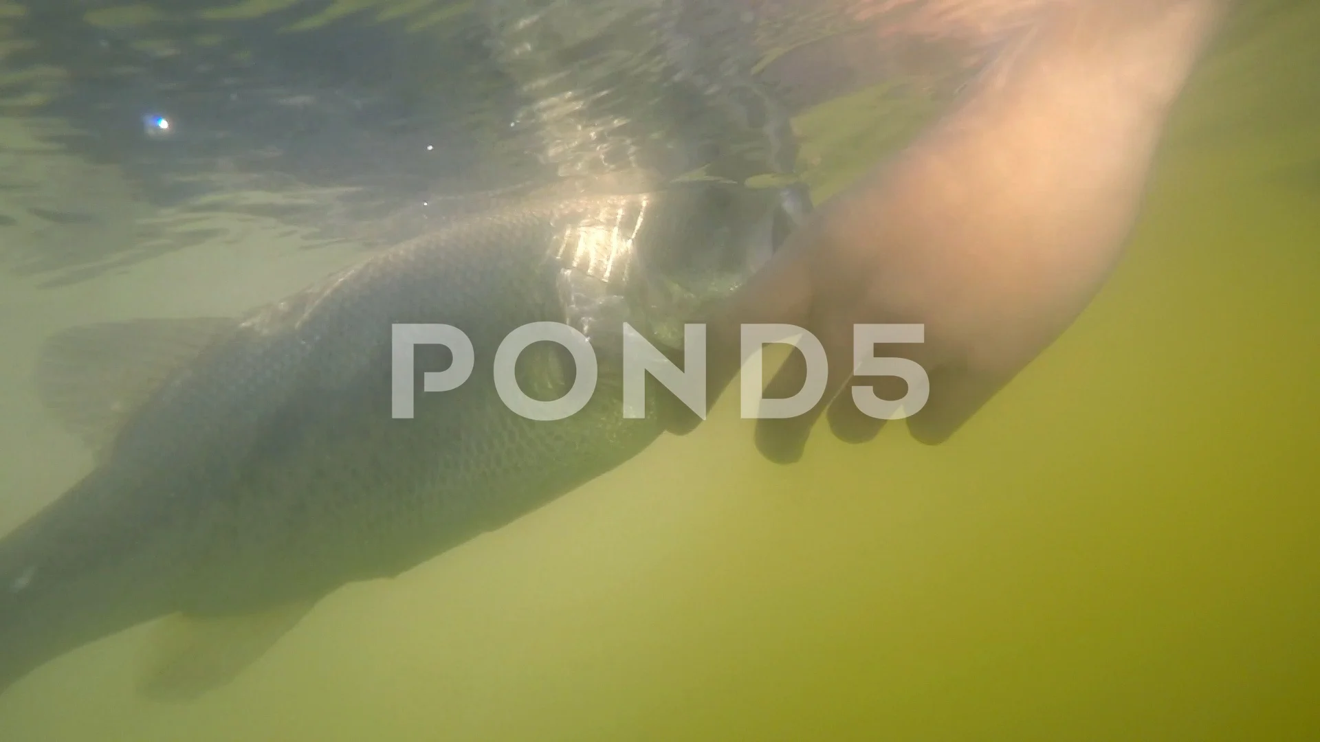 Bass Underwater Strikes