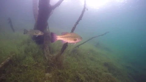 Upright Bass Stock Footage ~ Royalty Free Stock Videos | Pond5