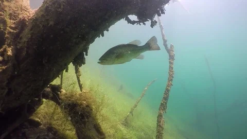 Bass Underwater Stock Video Footage | Royalty Free Bass Underwater ...