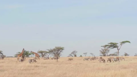 Largest ecosystem in the natural world. ... | Stock Video | Pond5