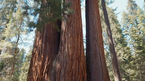 largest tree on Earth, Giant Sequoia Tre... | Stock Video | Pond5