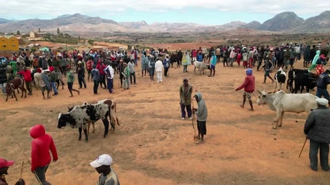 Largest Zebu market in Ambalavao, Aerial... | Stock Video | Pond5