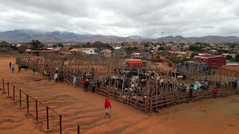 Largest Zebu market in Ambalavao, Aerial... | Stock Video | Pond5