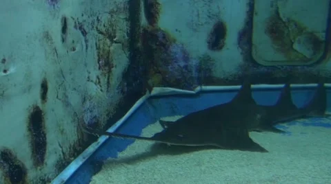Sawfish Stock Footage ~ Royalty Free Stock Videos | Pond5