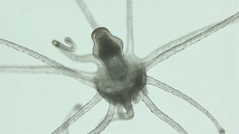 Larva actinula chidaria Tubularia sp. un... | Stock Video | Pond5