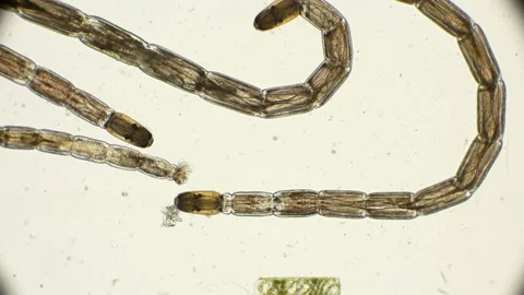 larva biting midges of the family Kerato... | Stock Video | Pond5