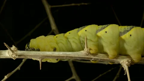 Larva (caterpillar) of butterfly Death's... | Stock Video | Pond5