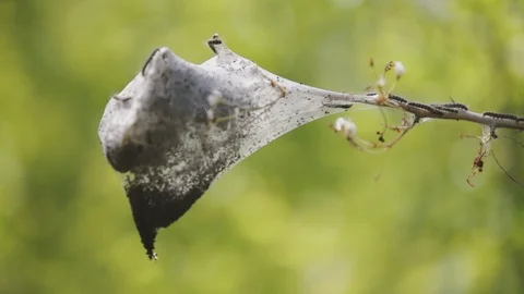 Larva cocoon with closer perspective in ... | Stock Video | Pond5