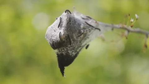 Larva cocoon in the middle of nature. | Stock Video | Pond5