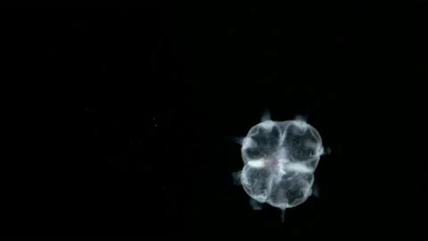 Ctenophora Stock Footage ~ Royalty Free Stock Videos | Pond5