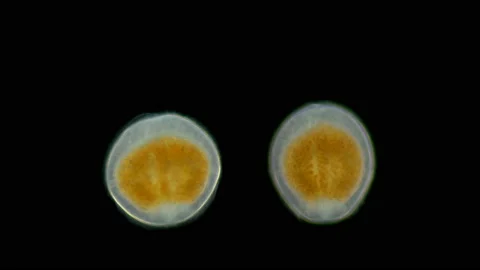 A larva, an embryo under a microscope, p... | Stock Video | Pond5