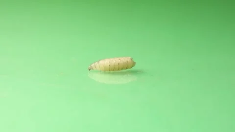 Larva of flies on green background. gree... | Stock Video | Pond5
