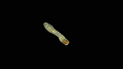larva of large midge under a microscope,... | Stock Video | Pond5