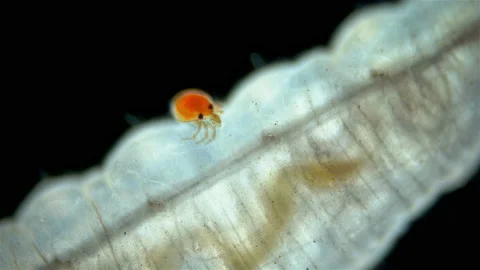 Larva mite Hydrachnidia and Hydrophilida... | Stock Video | Pond5