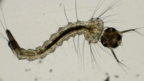 larva of a mosquito under a microscope | Stock Video | Pond5