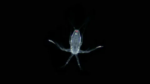 larva Nauplius Crustacea under microscop... | Stock Video | Pond5