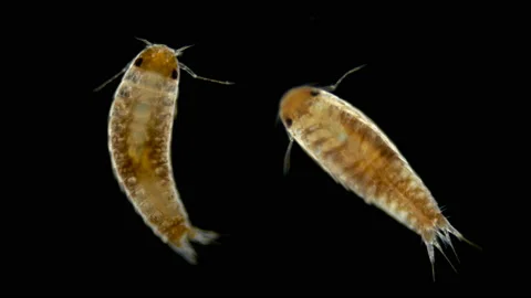 Isopoda Stock Footage ~ Royalty Free Stock Videos | Pond5
