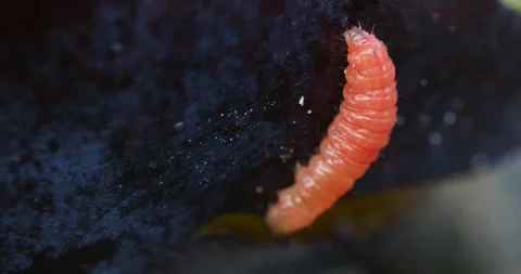 Larva of a Plum Fruit Moth (Grapholita f... | Stock Video | Pond5