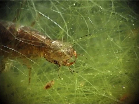 The larva of the predatory water beetle ... | Stock Video | Pond5