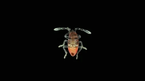 Larva of the red bug Heteroptera under a... | Stock Video | Pond5
