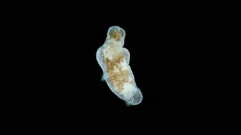 larva sea angel Mollusca Gastropoda unde... | Stock Video | Pond5