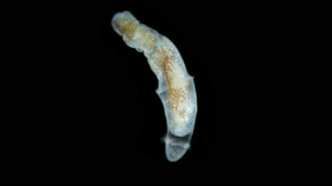 larva sea angel Mollusca Gastropoda unde... | Stock Video | Pond5